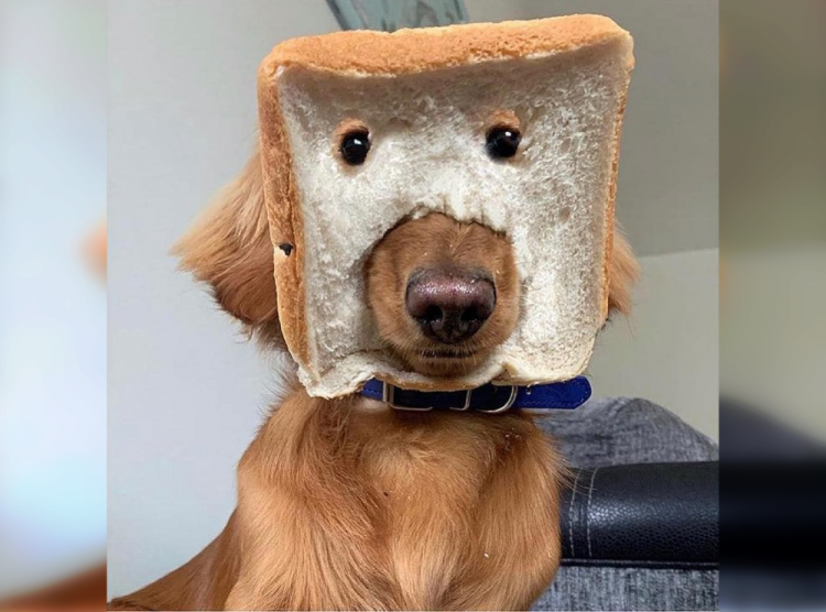 Hilarious Hounds: Captivating Photos of Funny Dogs - Lite-Story