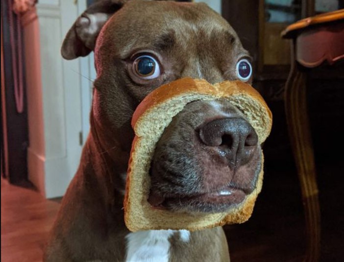 Hilarious Hounds: Captivating Photos of Funny Dogs - Lite-Story