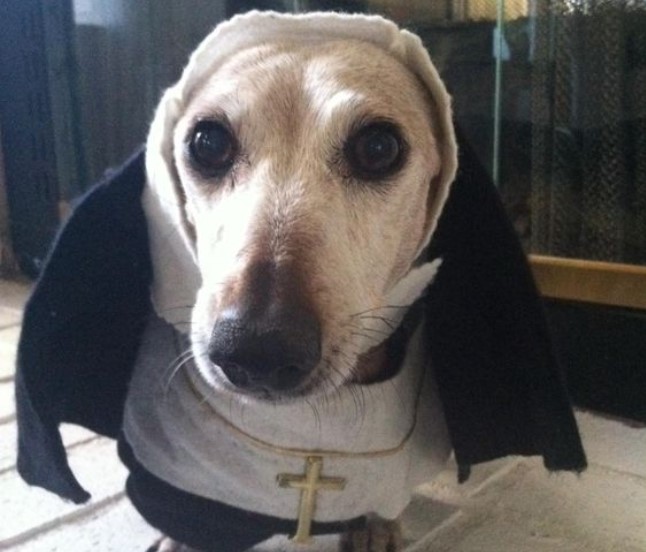 Hilarious Hounds: Captivating Photos of Funny Dogs - Lite-Story