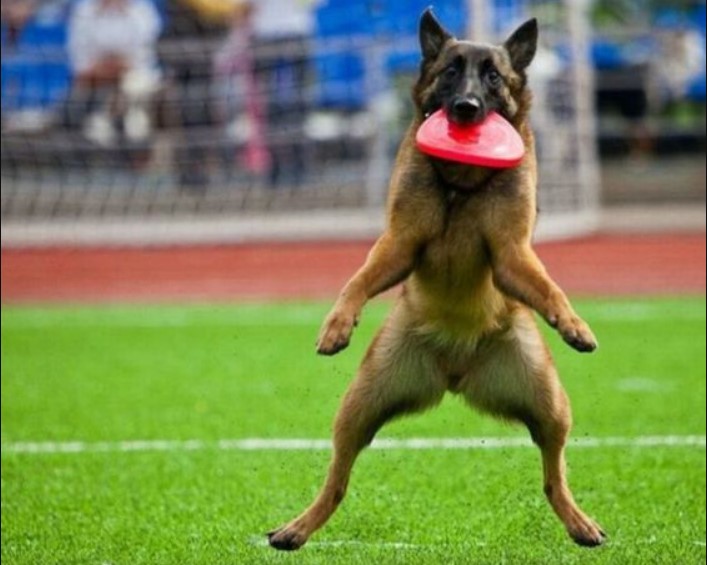 Hilarious Hounds: Captivating Photos of Funny Dogs - Lite-Story
