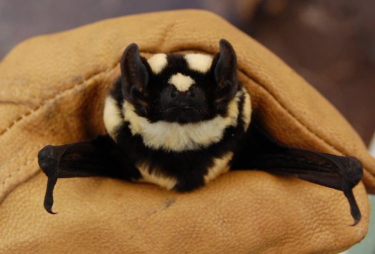 Nature's Artistry: Animals with Extraordinary Coat Hues - Lite-Story