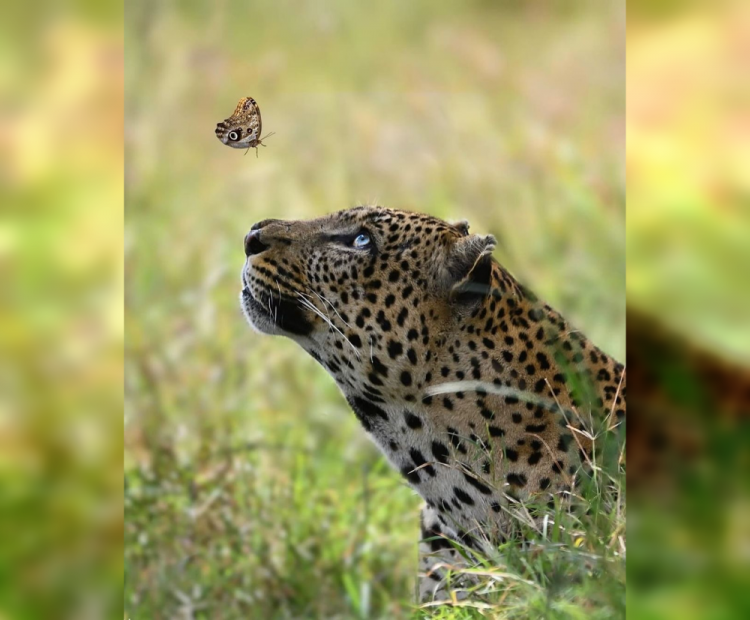 Flawless Frames: Animals Caught in the Act - Lite-Story