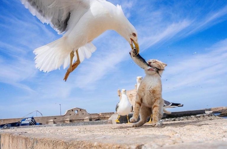Flawless Frames: Animals Caught in the Act - Lite-Story