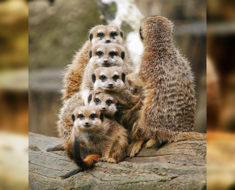 Flawless Frames: Animals Caught in the Act - Lite-Story